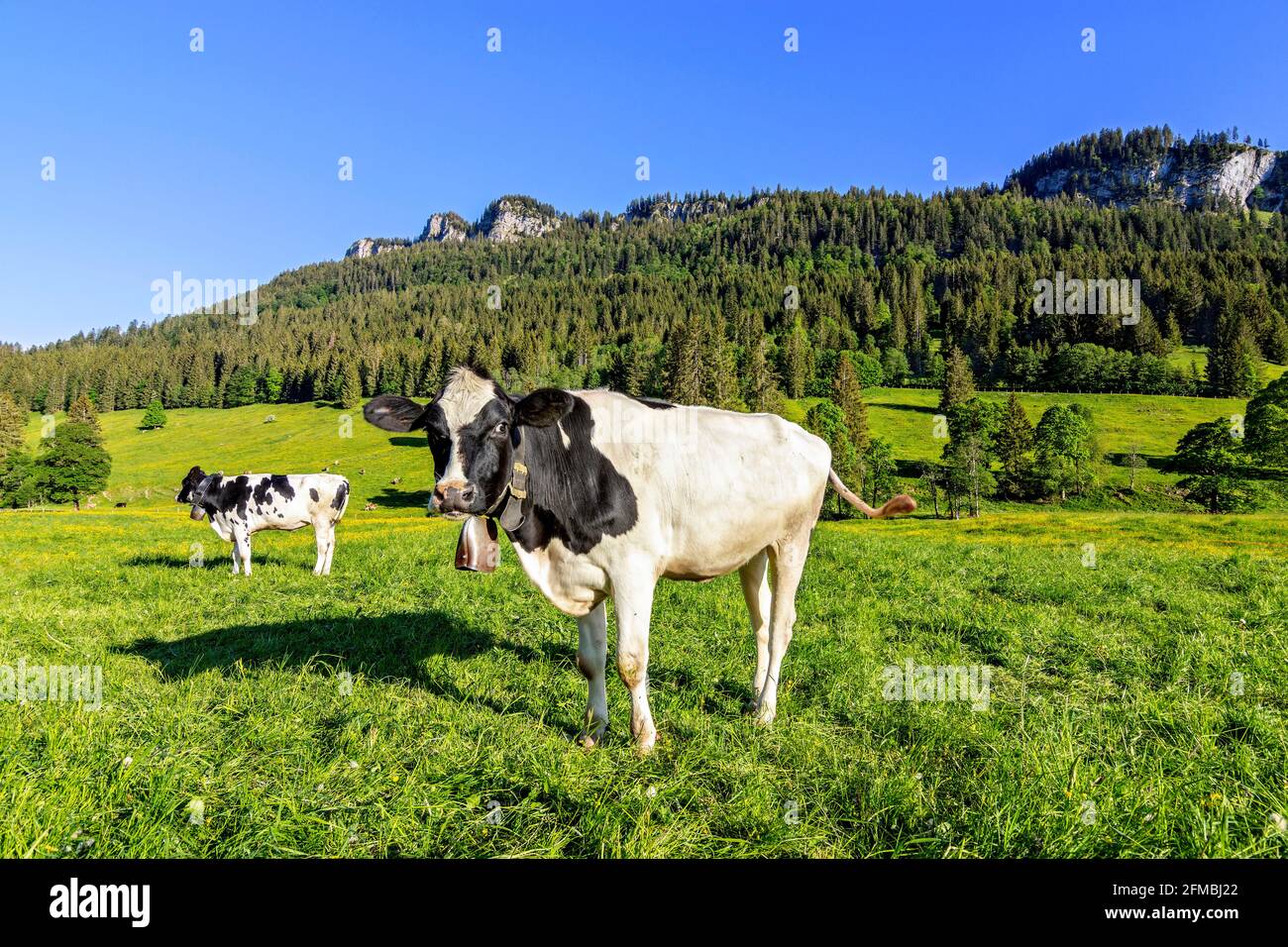 Pastoral pasture woods forest hi-res stock photography and images - Alamy