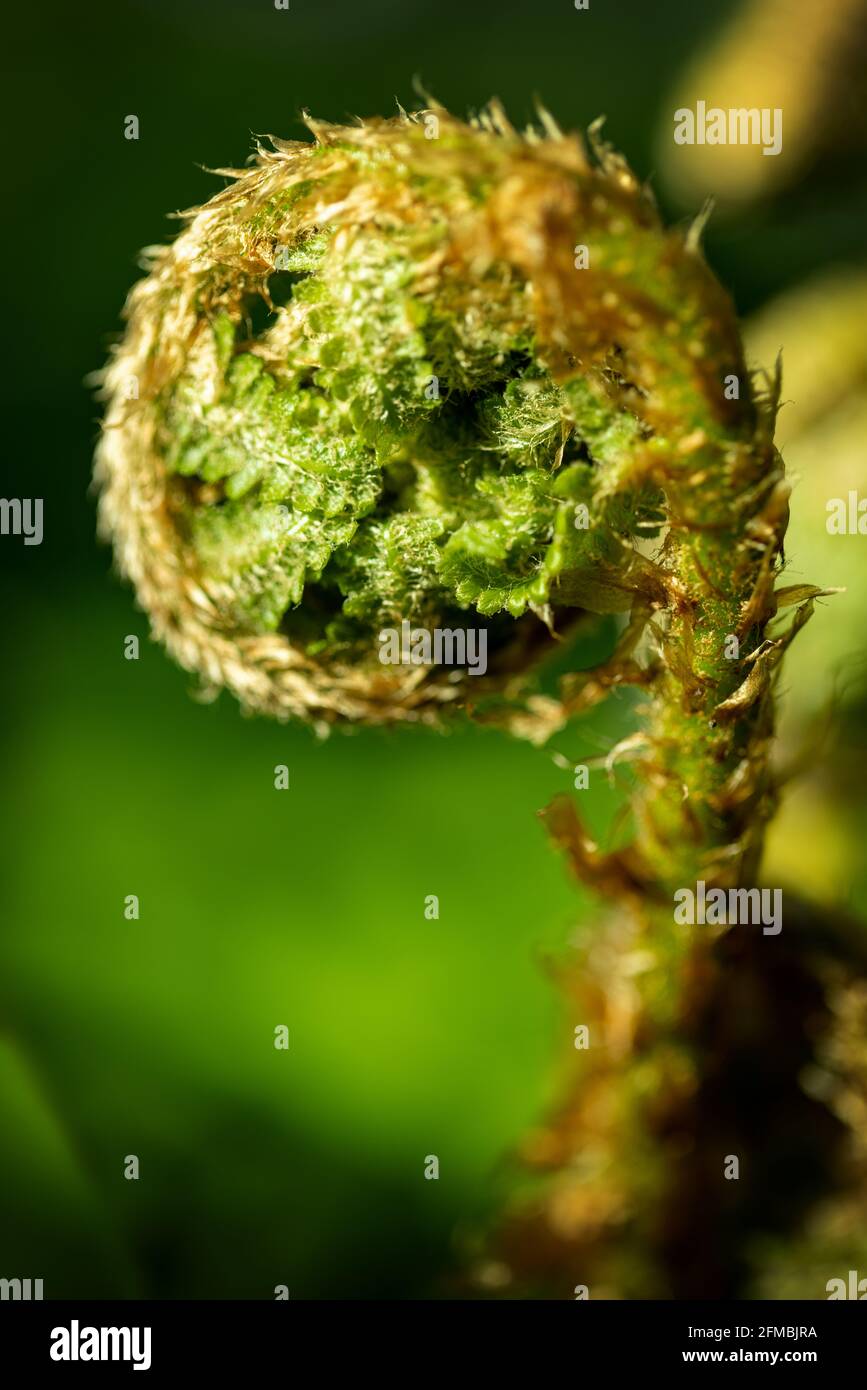Coil fern hi-res stock photography and images - Alamy