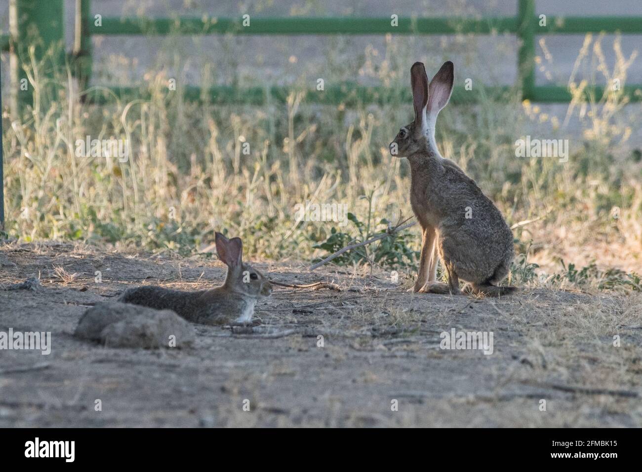Rabbit and hare comparison hi-res stock photography and images - Alamy