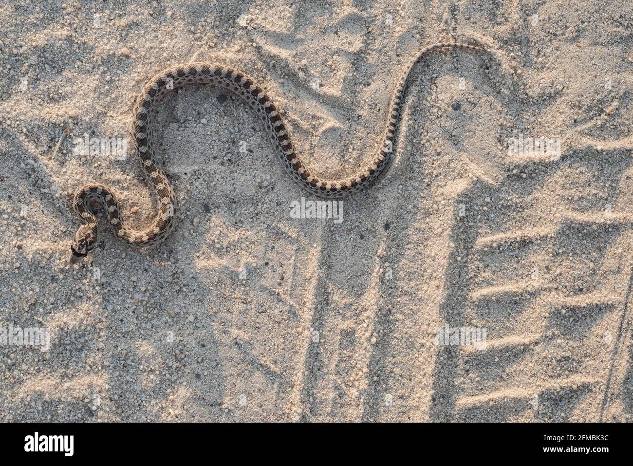 A gophersnake (Pituophis catenifer) crosses a road, slithering over a ...