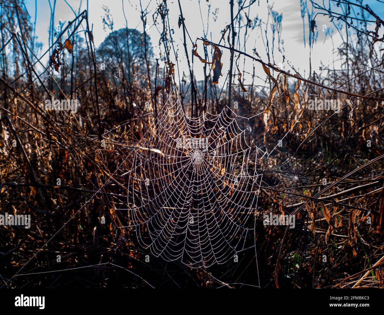 White spider web of insect with water drops. Spider webs. Morning dew ...