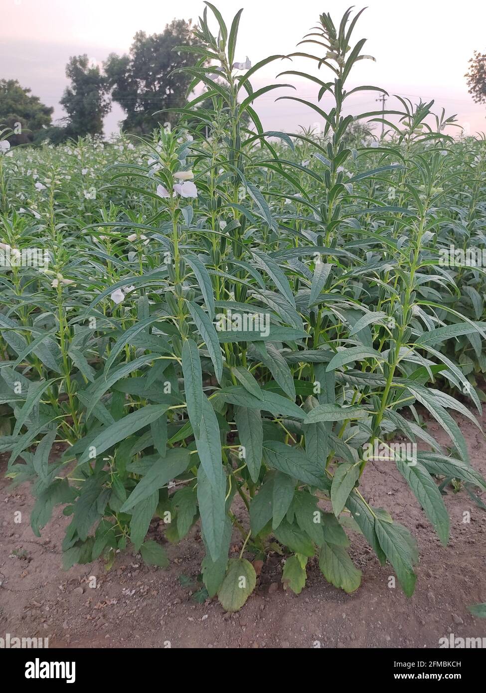 Sesamum crops hi-res stock photography and images - Alamy