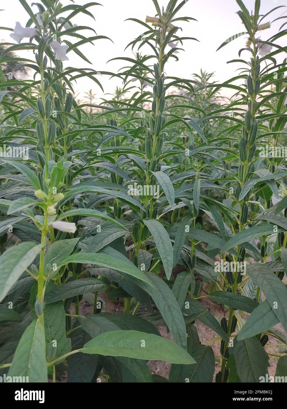 The sesame tree hi-res stock photography and images - Alamy