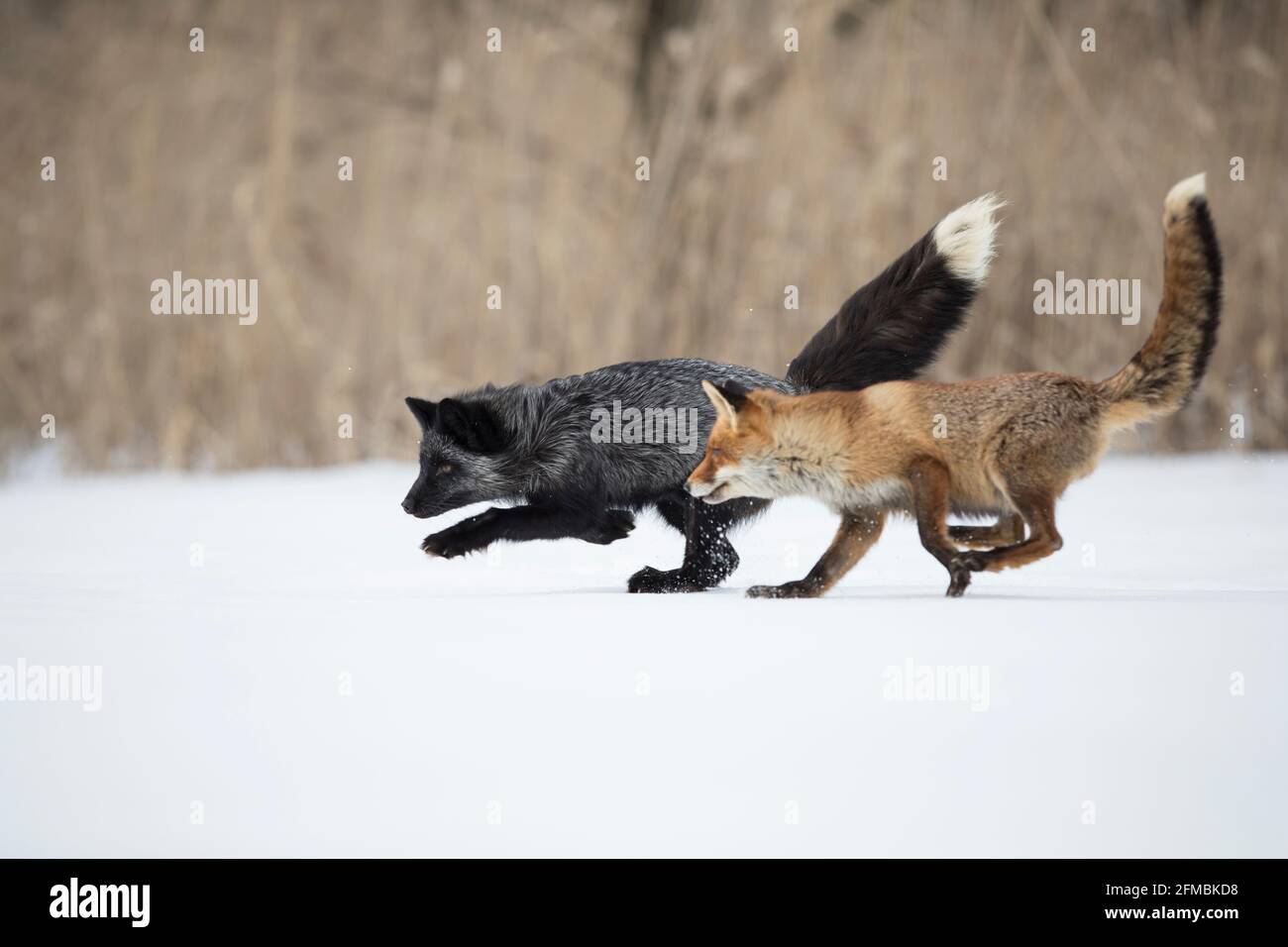 Rotfuchs und Silberfuchs,Vulpes vulpes, red fox and silver fox Stock ...