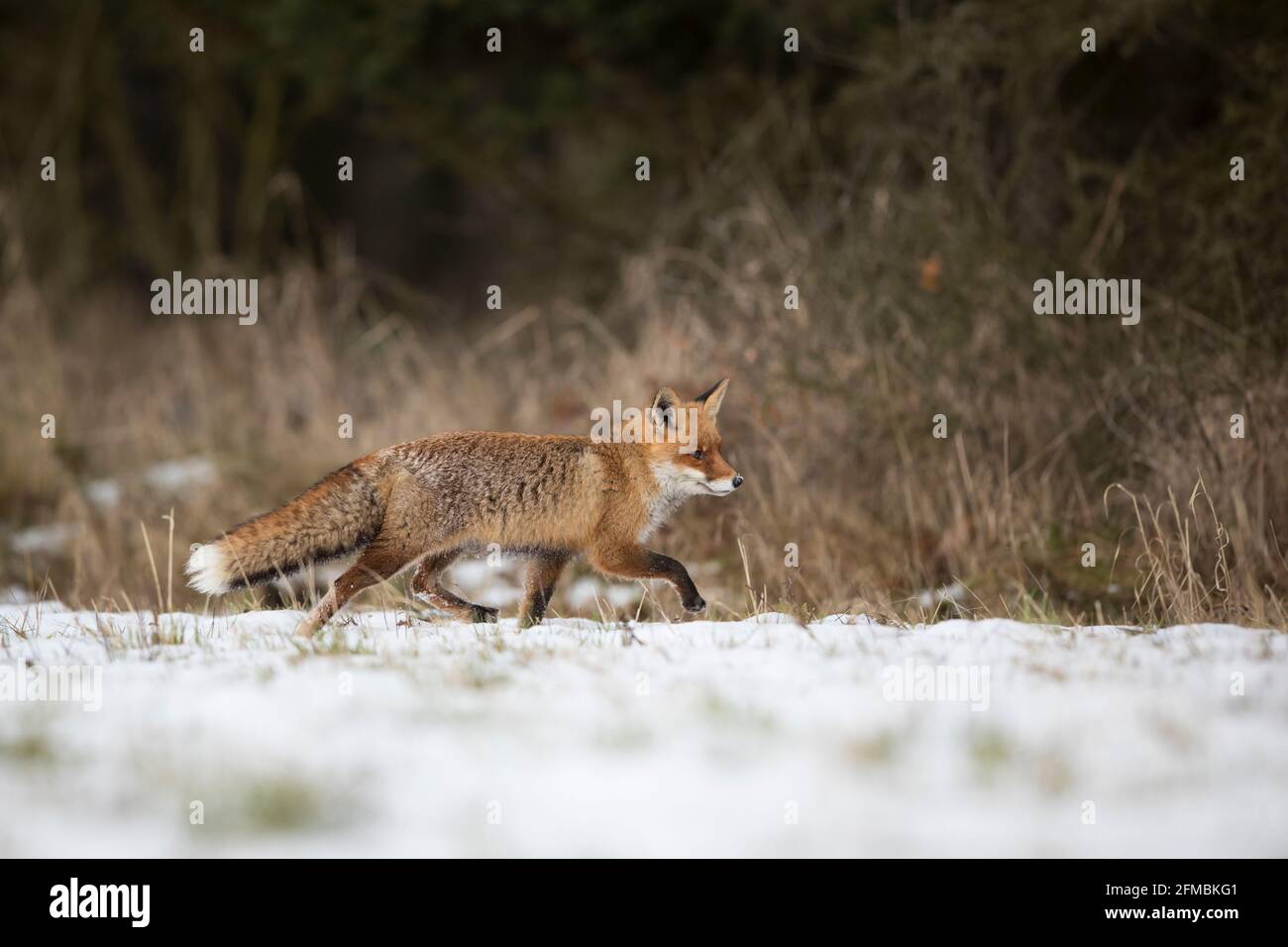 Fox hunt chase hi-res stock photography and images - Alamy