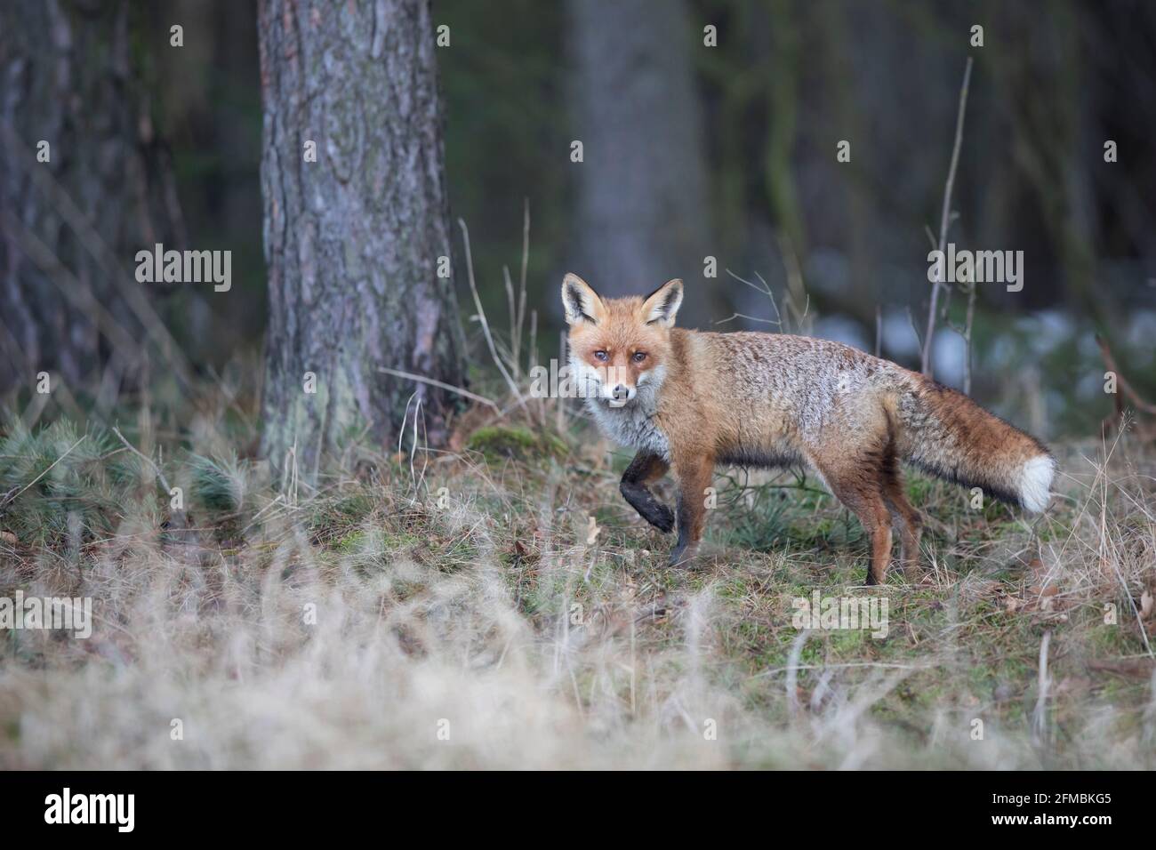Rotfuchs,Vulpes vulpes, red fox Stock Photo - Alamy