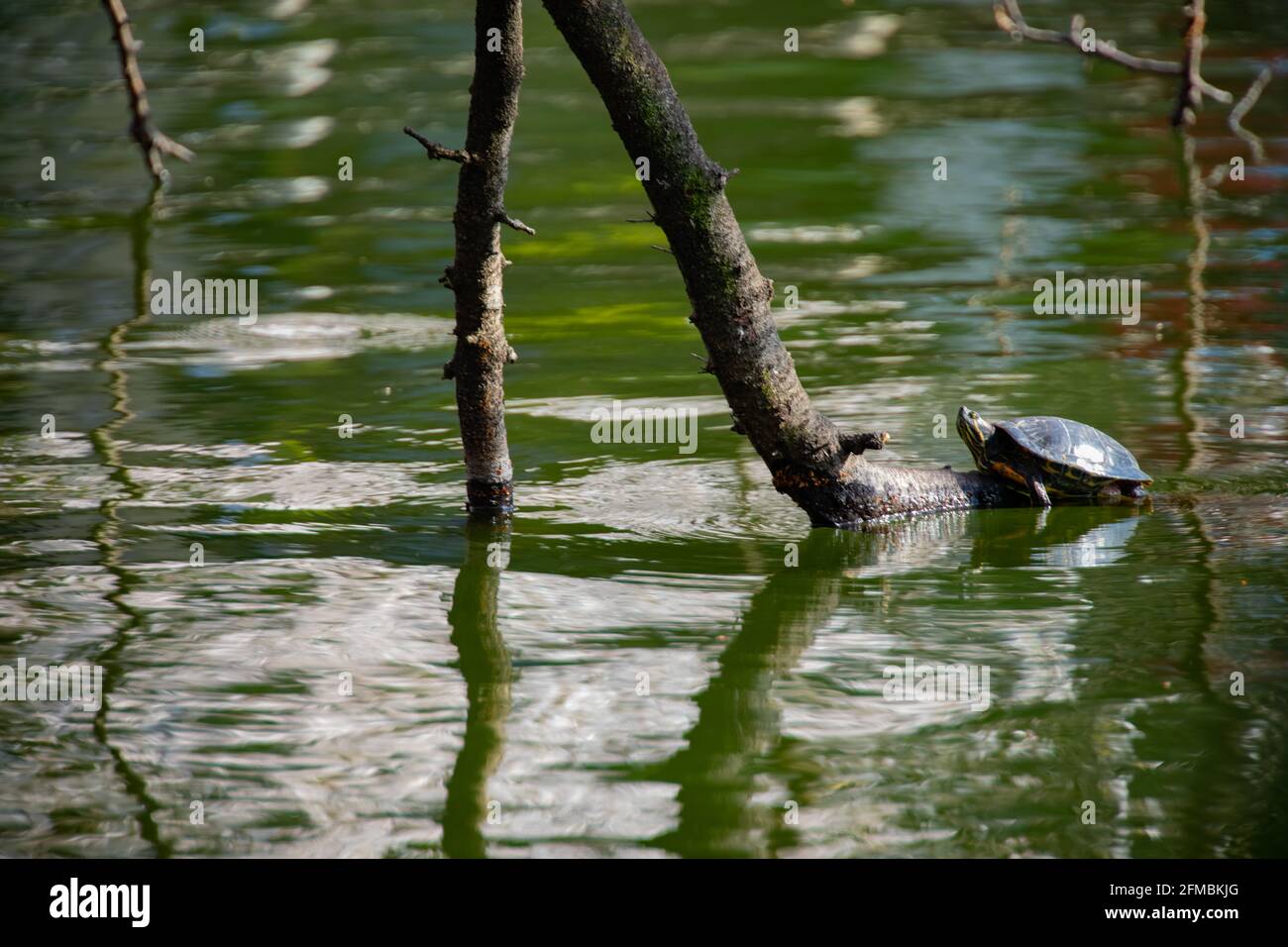 One Red Eared Terrapin Turtle at the Pond Stock Photo - Alamy