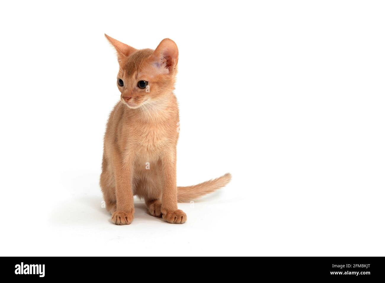 Abyssinian ginger cat sits on a white background Stock Photo - Alamy