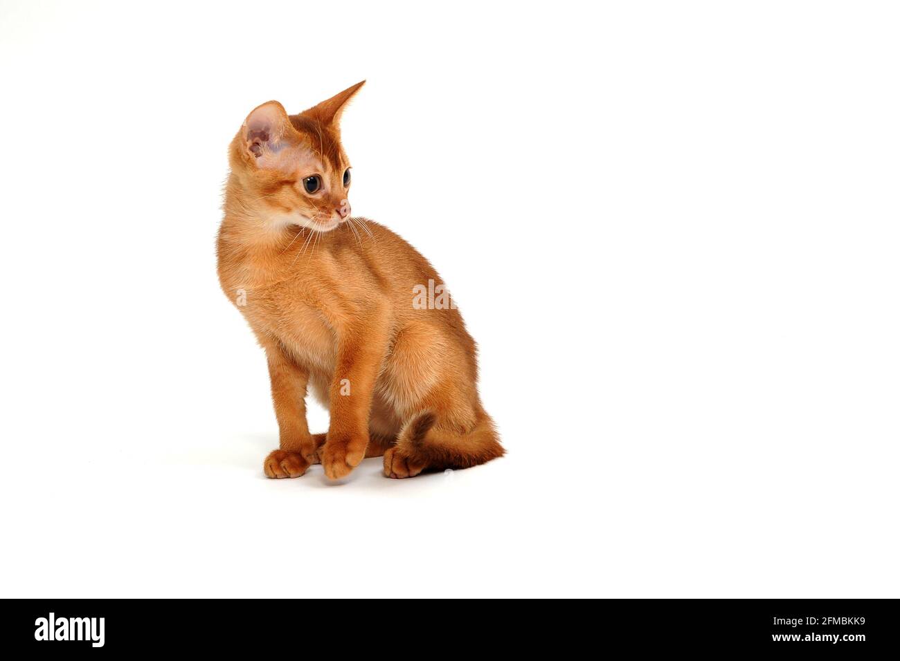 Abyssinian ginger cat sits on a white background Stock Photo - Alamy