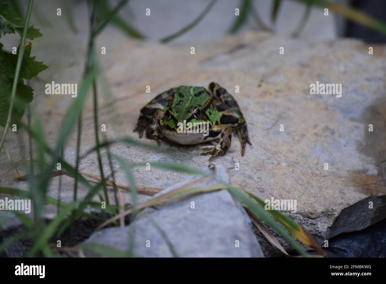 Beautiful frog hi-res stock photography and images - Alamy