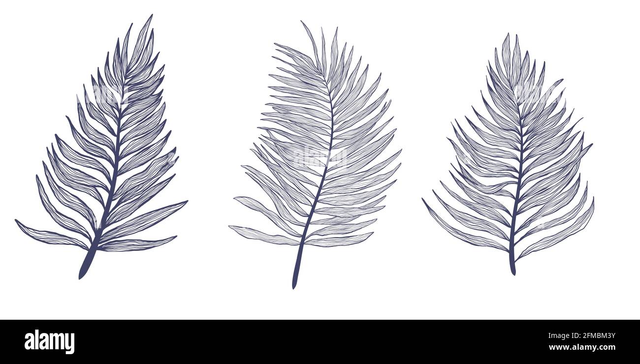 Hand drawn collection palm tree leaves in linear style. Minimalistic ...