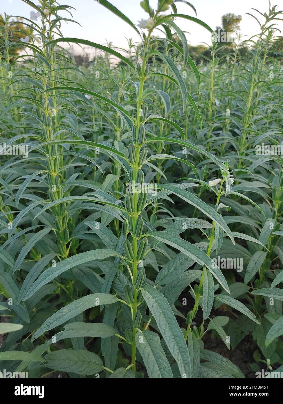 Sesame crops growing in green farmland Stock Photo - Alamy