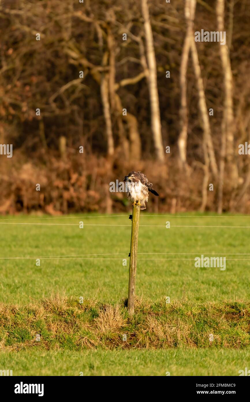 Large buzzard bird of prey sits on a pole at the edge of a ditch Stock ...