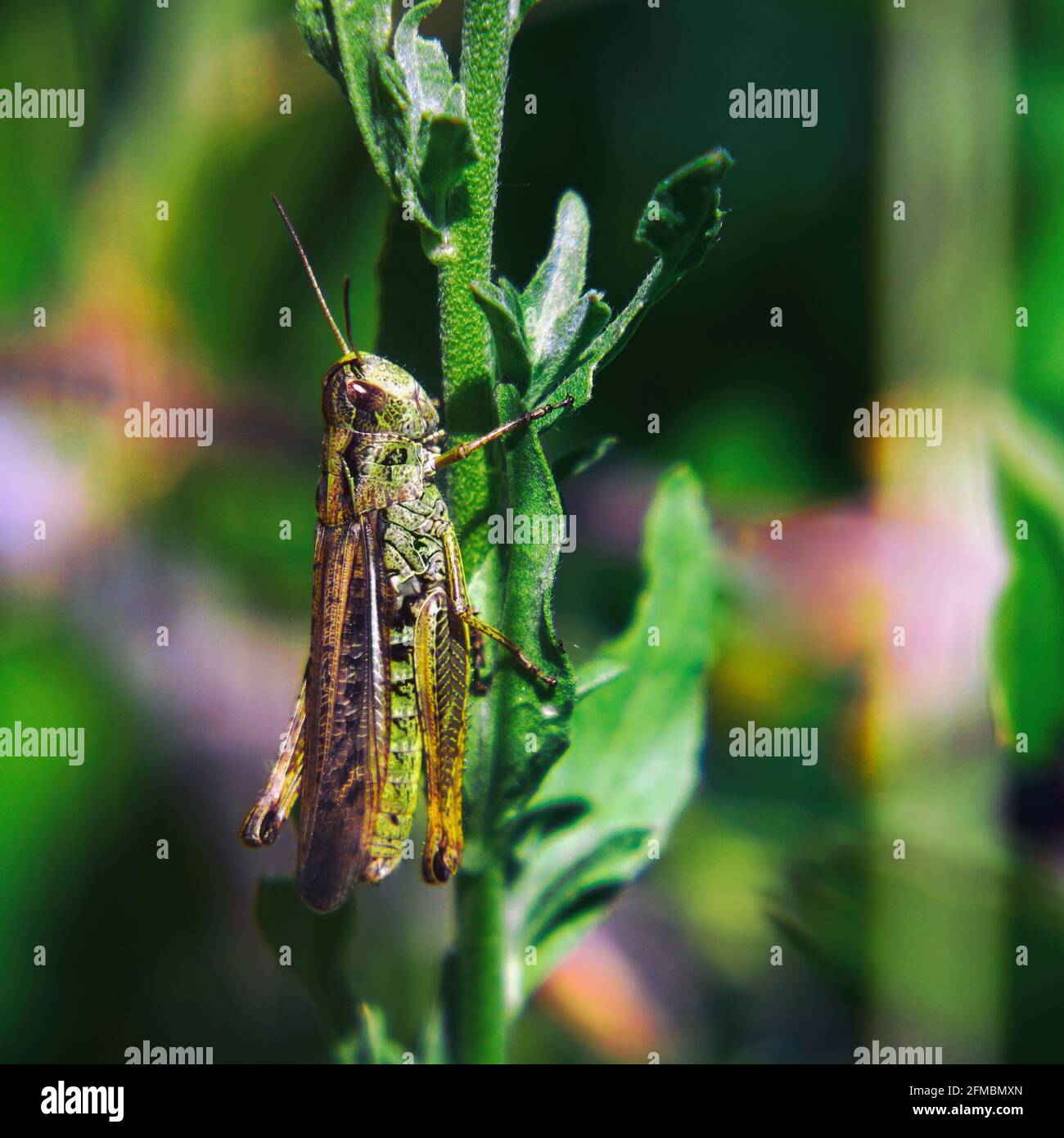 Agricultural pest Grasshopper or locust sitting on the grass Stock ...