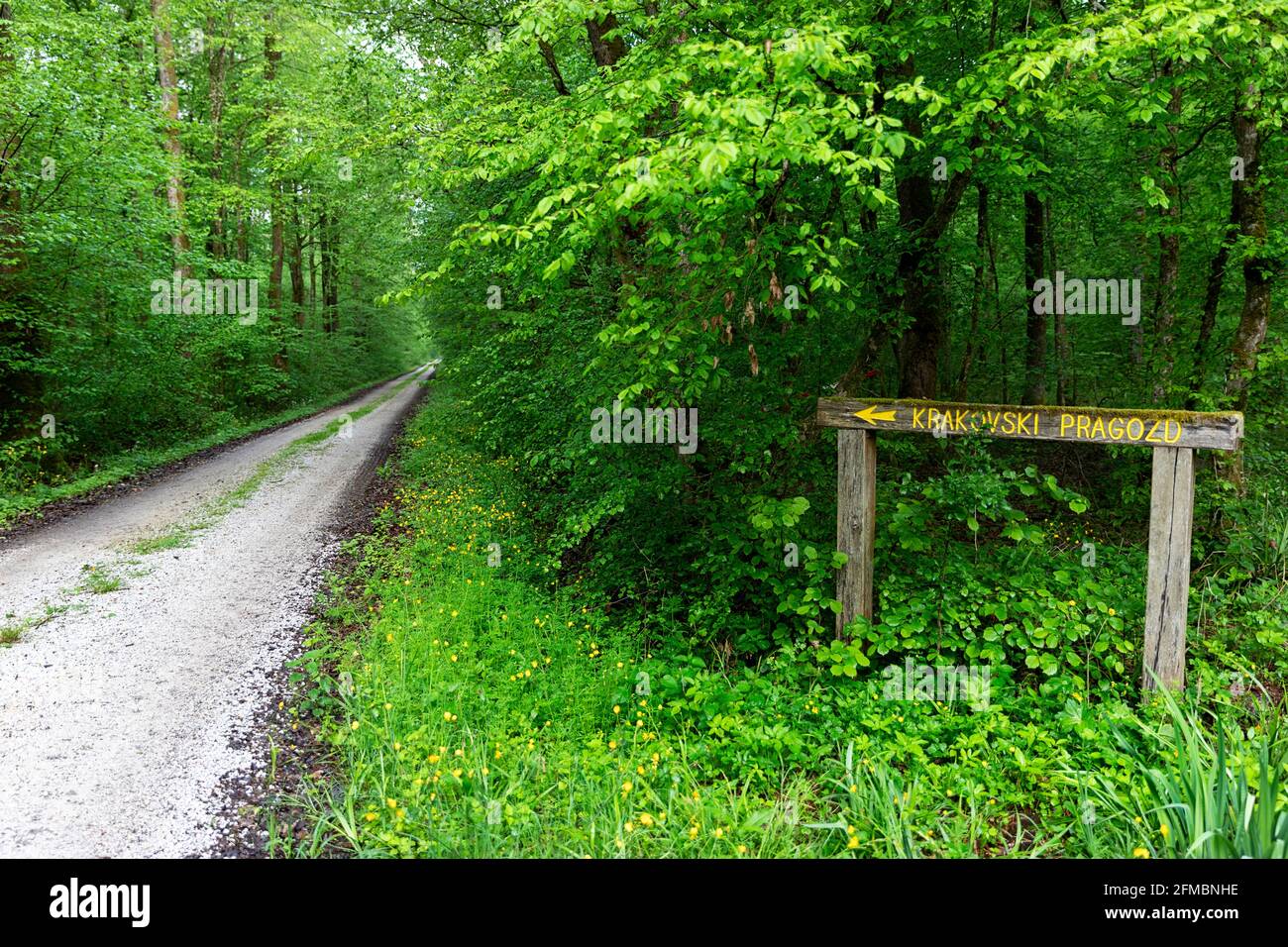 Signpost woods forest tree woodland hi-res stock photography and images ...