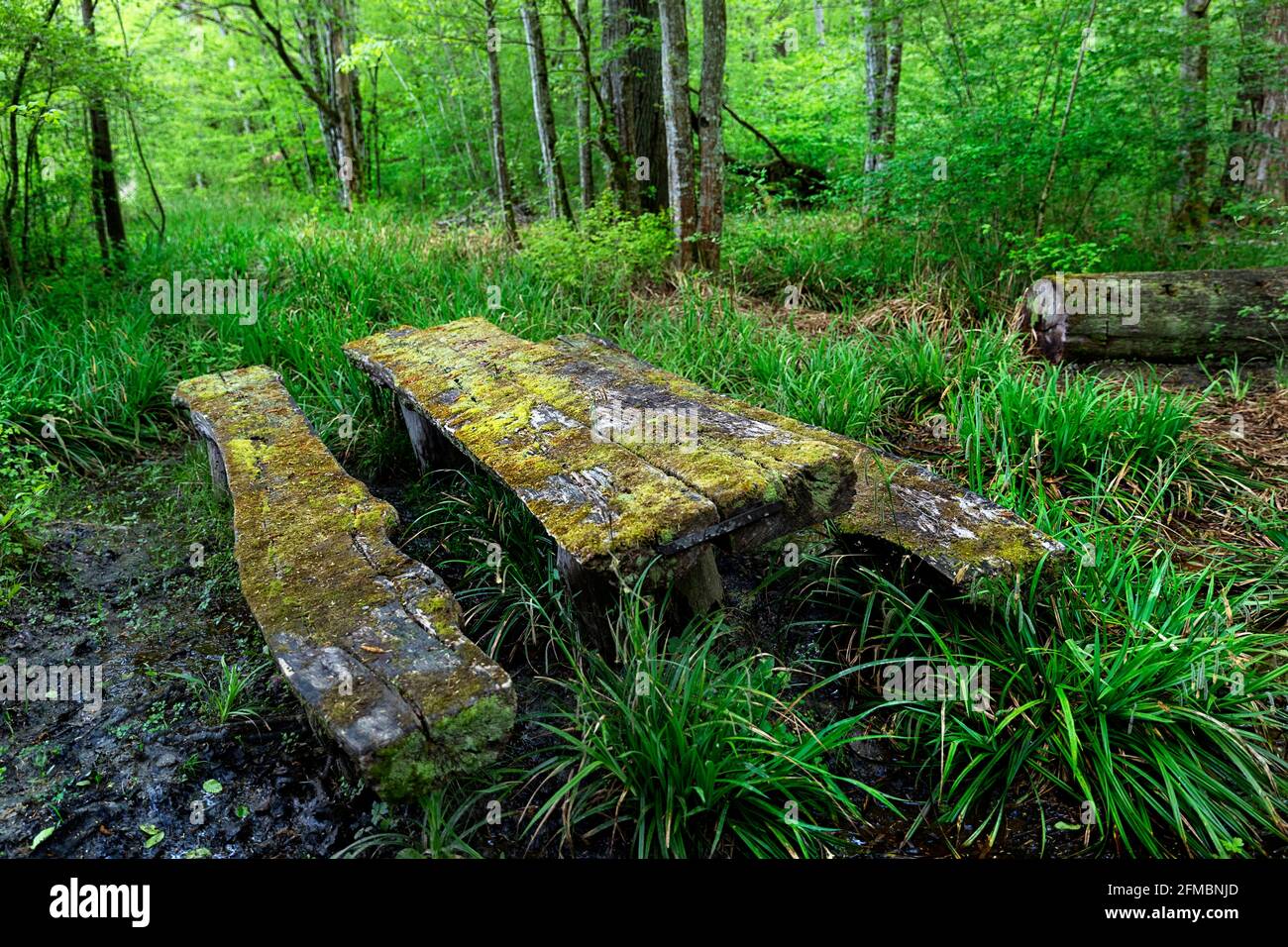 place in the forest to relax, table and bench in the forest, wooden ...