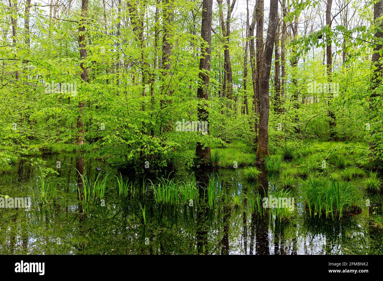 Water logged flooded swamp land in forest, Krakovo forest, Slovenia ...