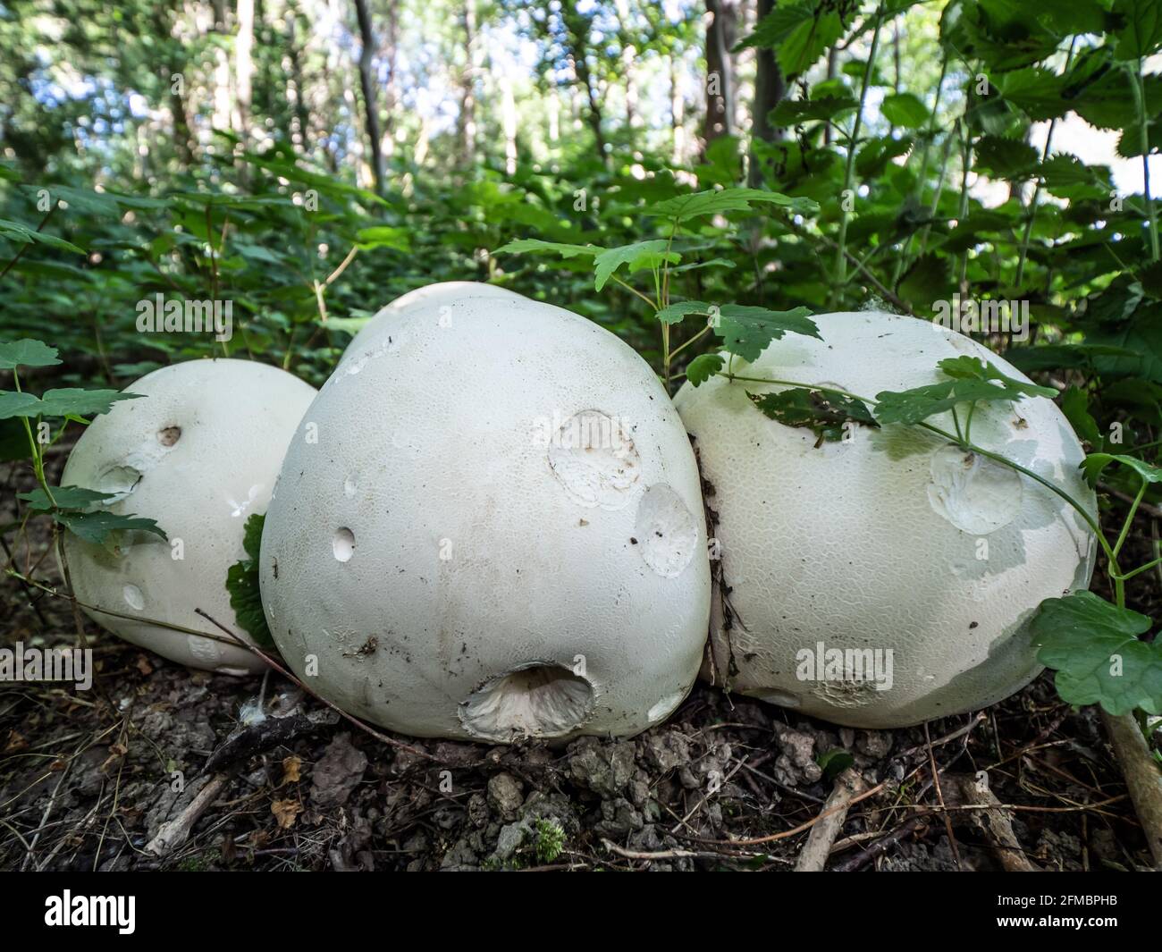 Giant bovist on the forest floor surrounded by plants, North Rhine ...