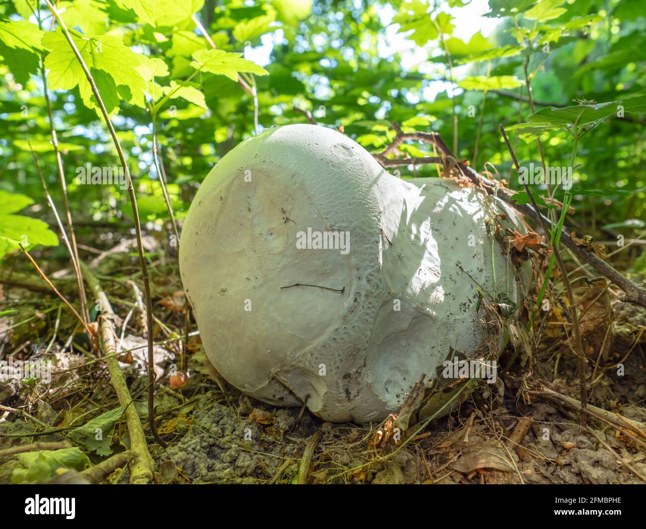 Mykologie hi-res stock photography and images - Alamy