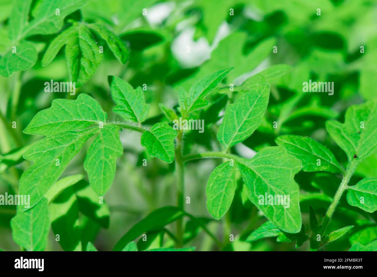 tomato seedlings are beautiful and green and dense Stock Photo - Alamy