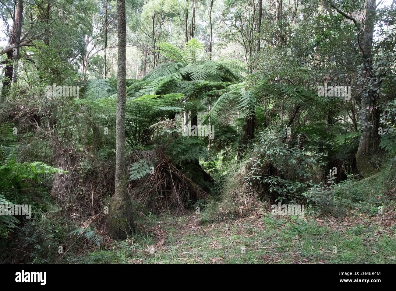 Australian native landscape Stock Photo - Alamy