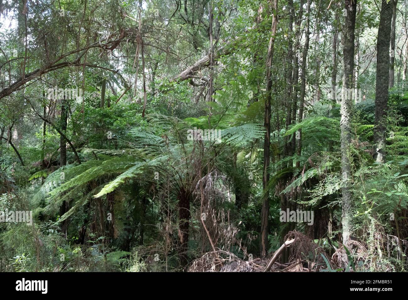 Australian native landscape Stock Photo - Alamy