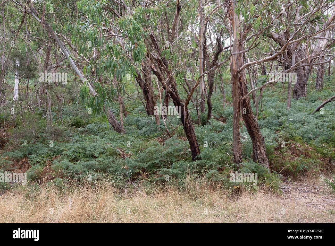 Australian native landscape Stock Photo - Alamy