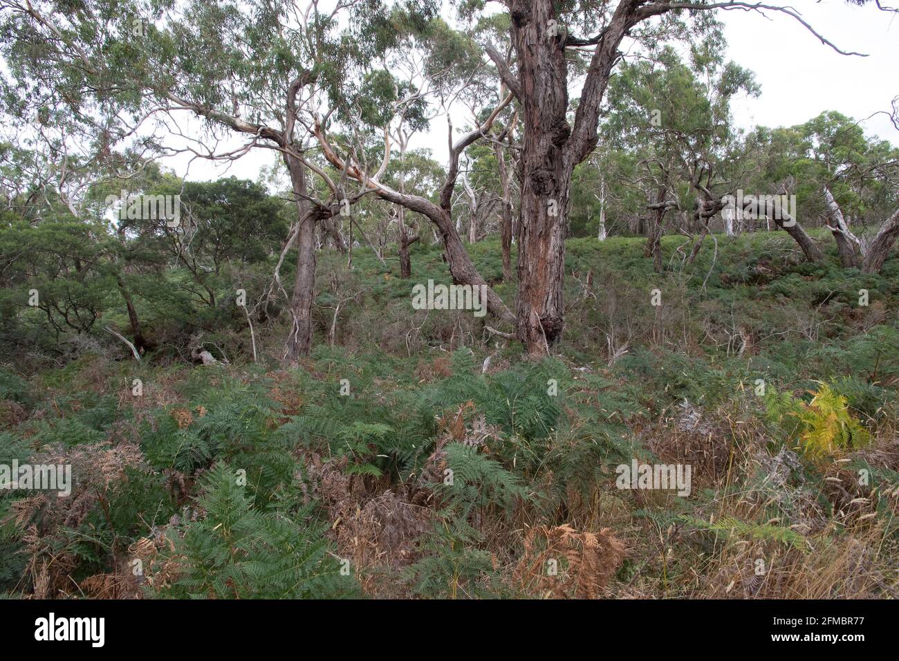 Australian native landscape Stock Photo - Alamy