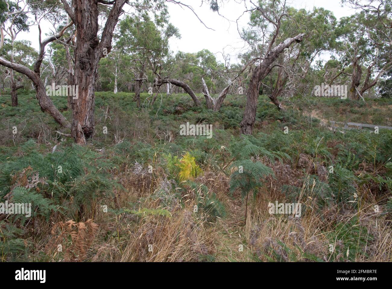 Australian native landscape Stock Photo - Alamy