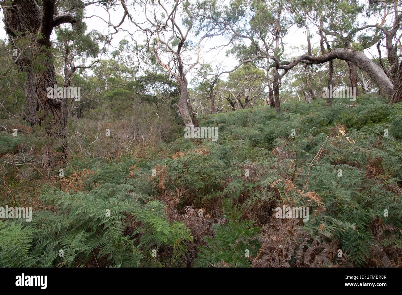 Australian native landscape hi-res stock photography and images - Alamy