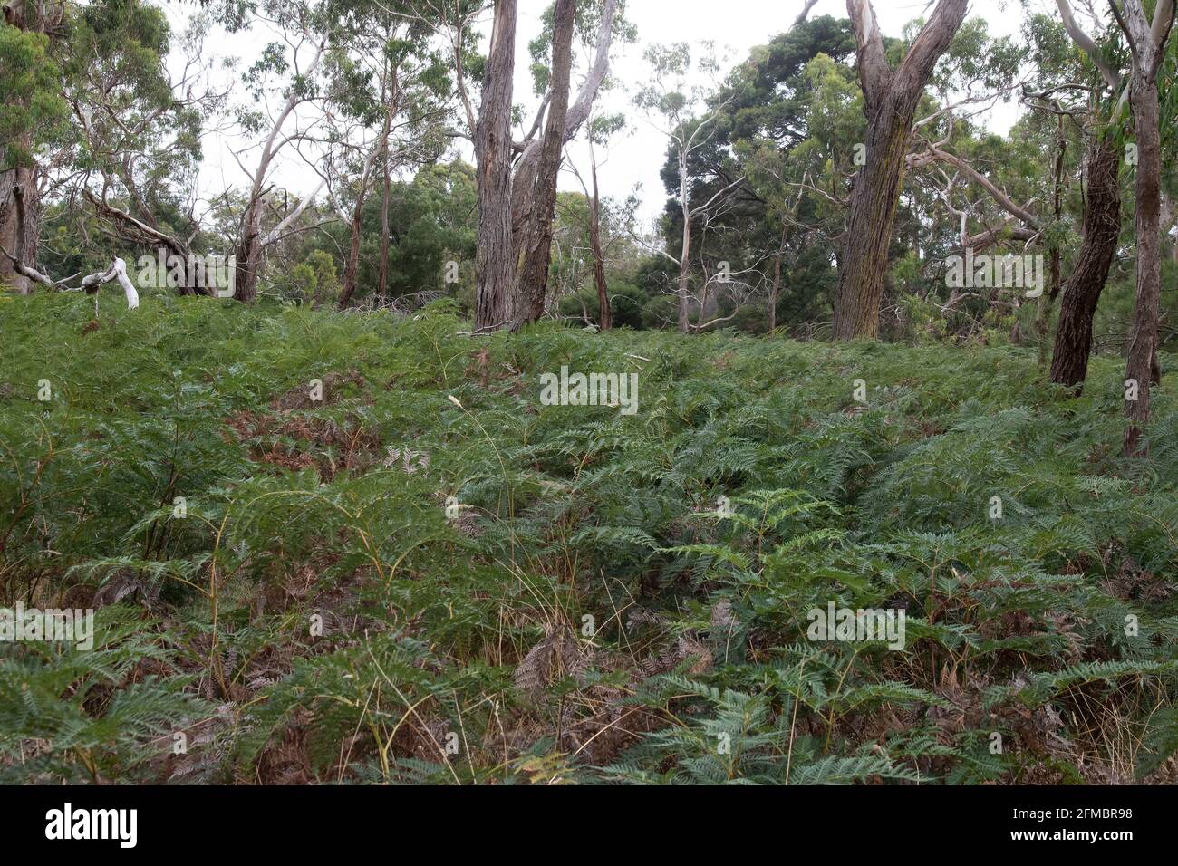 Australian native landscape Stock Photo - Alamy