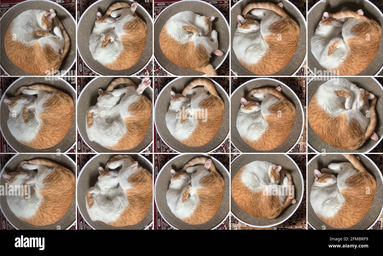 eye closed ginger cat with different pose Stock Photo - Alamy