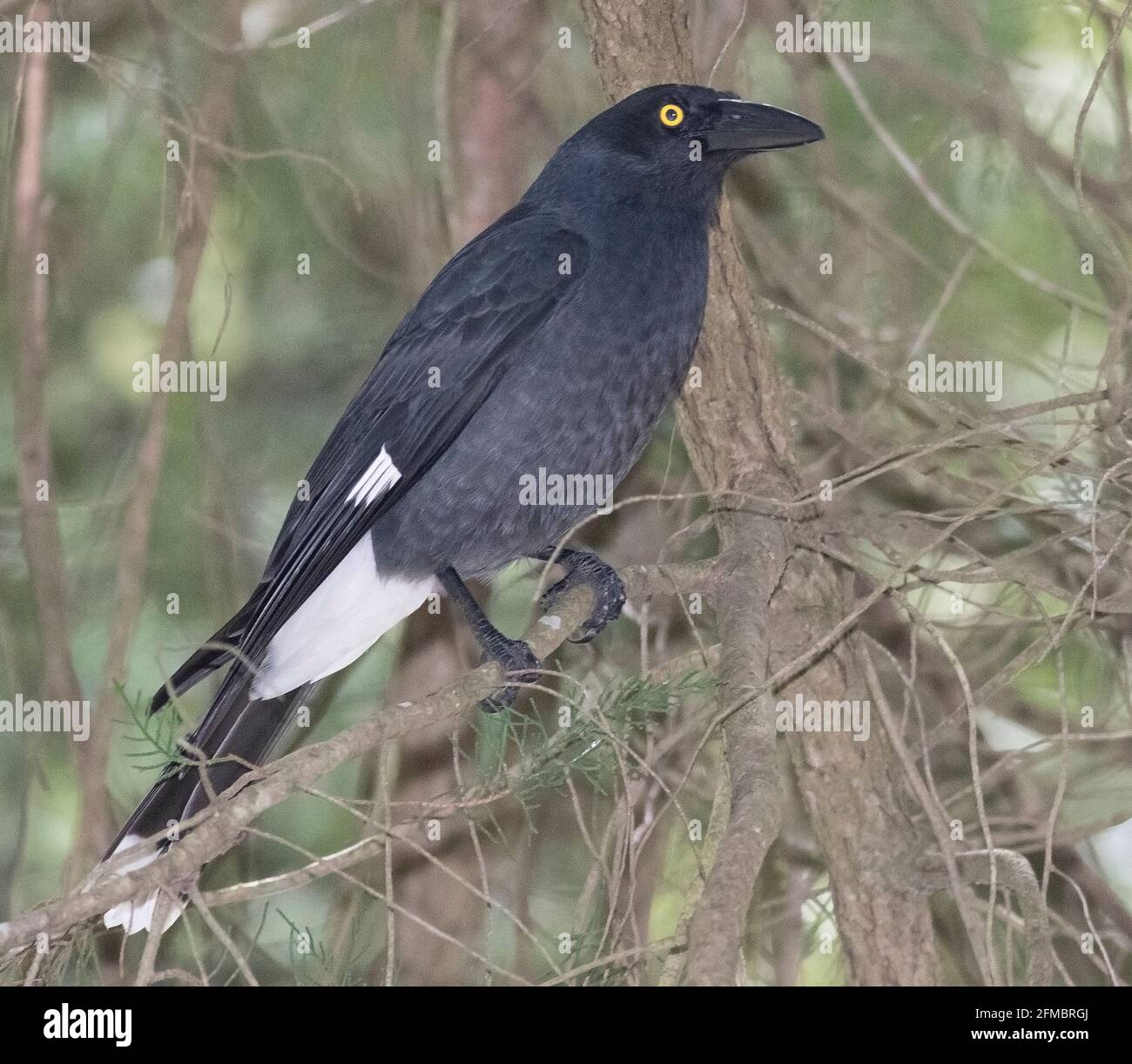 Currawong pied hi-res stock photography and images - Alamy