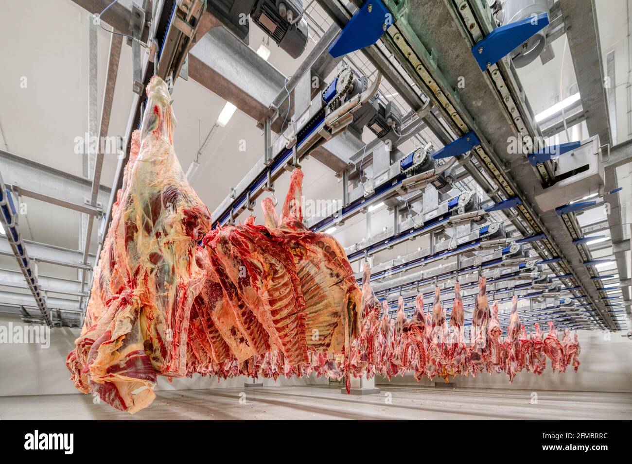 Chopped beef carcasses Stock Photo - Alamy