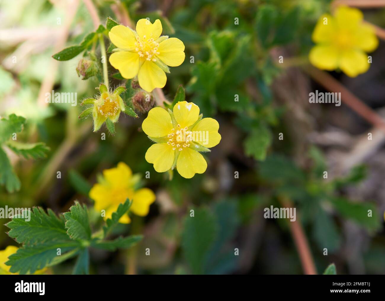 several yellow small flowers grow beautifully on the ground Stock Photo ...