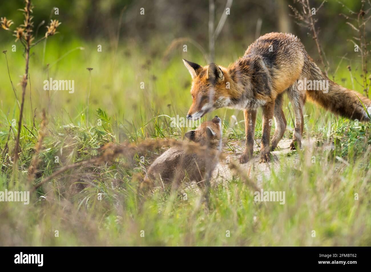 Fox hole hi-res stock photography and images - Alamy