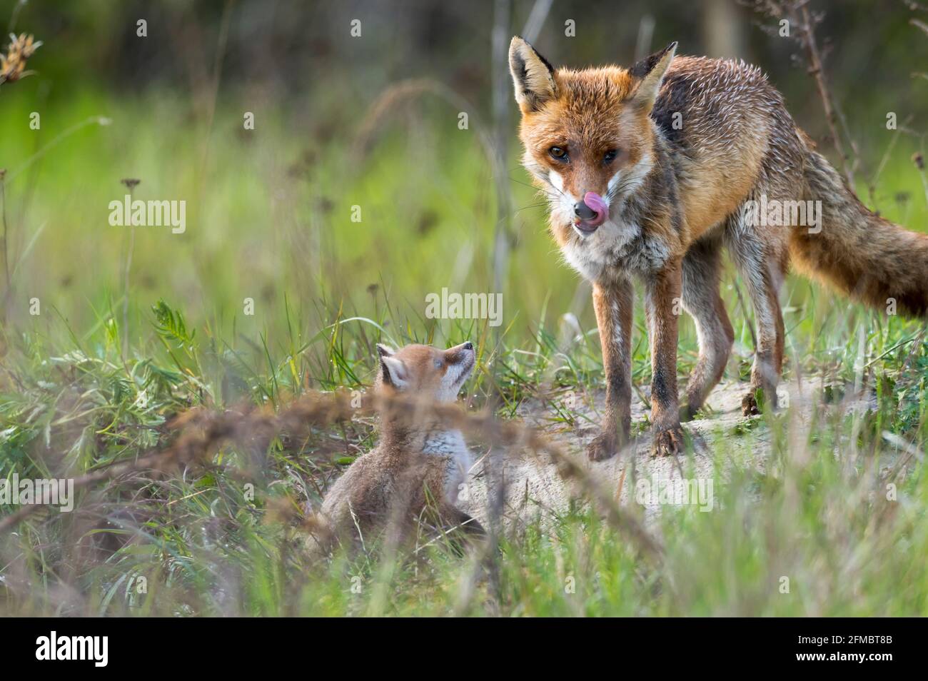 A fox cub welcomes his father Stock Photo - Alamy