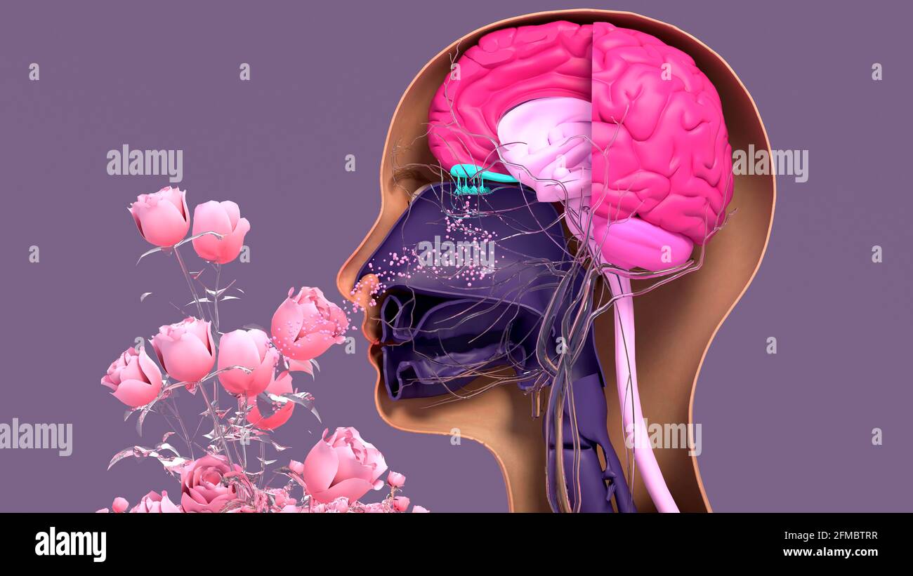Human Olfactory System High Resolution Stock Photography and Images - Alamy