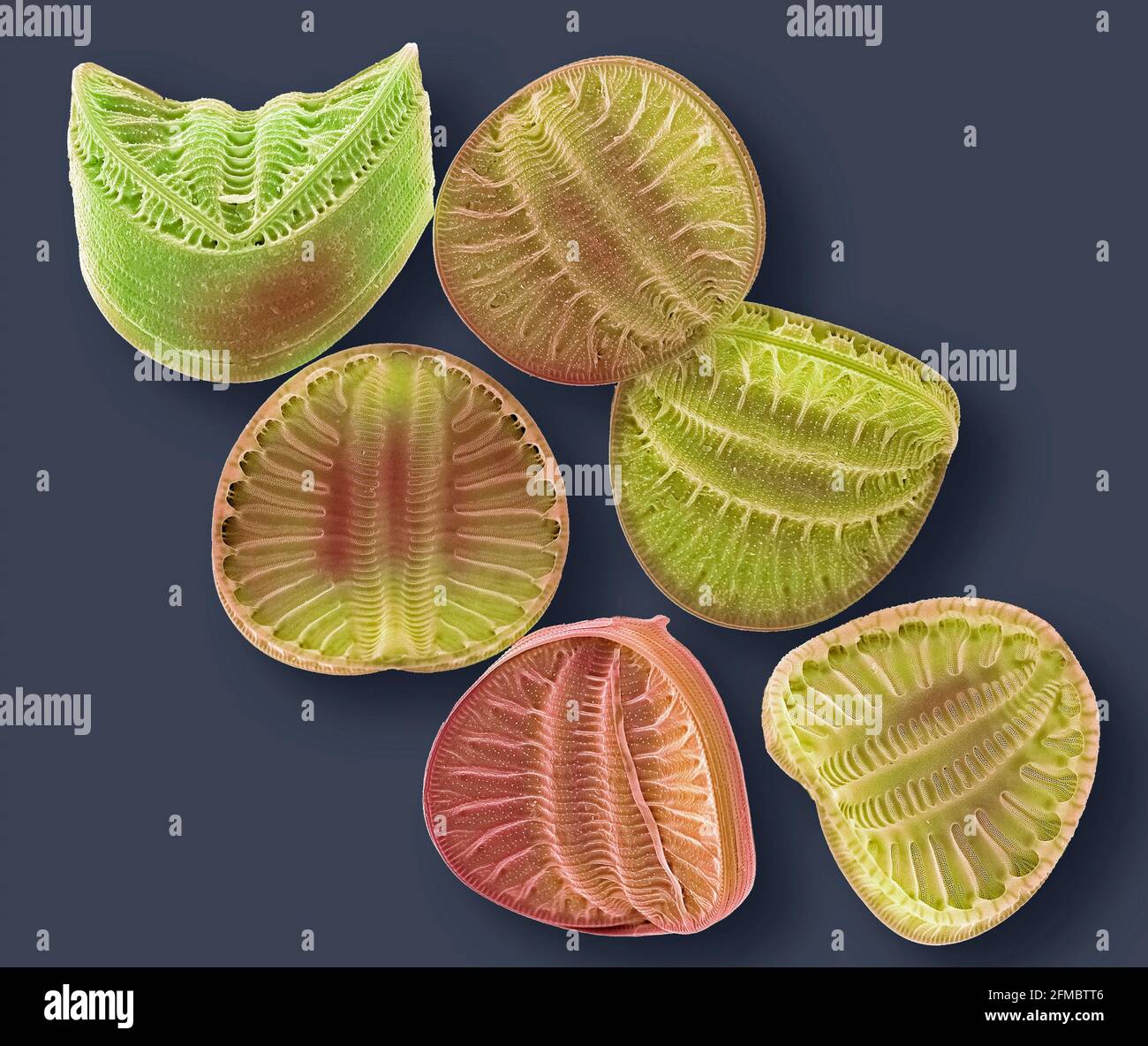 Diatoms hi-res stock photography and images - Alamy