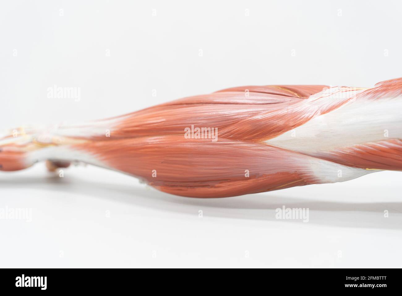 Human musculature anatomy model Stock Photo - Alamy