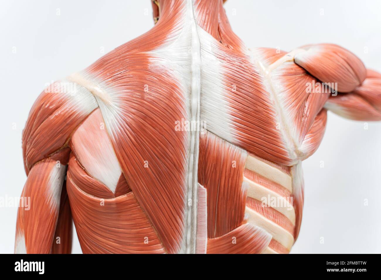Human musculature anatomy model Stock Photo - Alamy