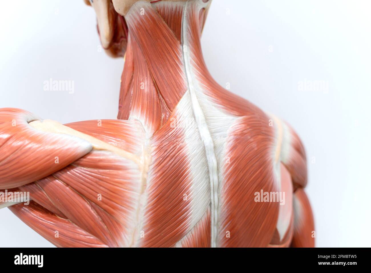 Human musculature anatomy model Stock Photo - Alamy