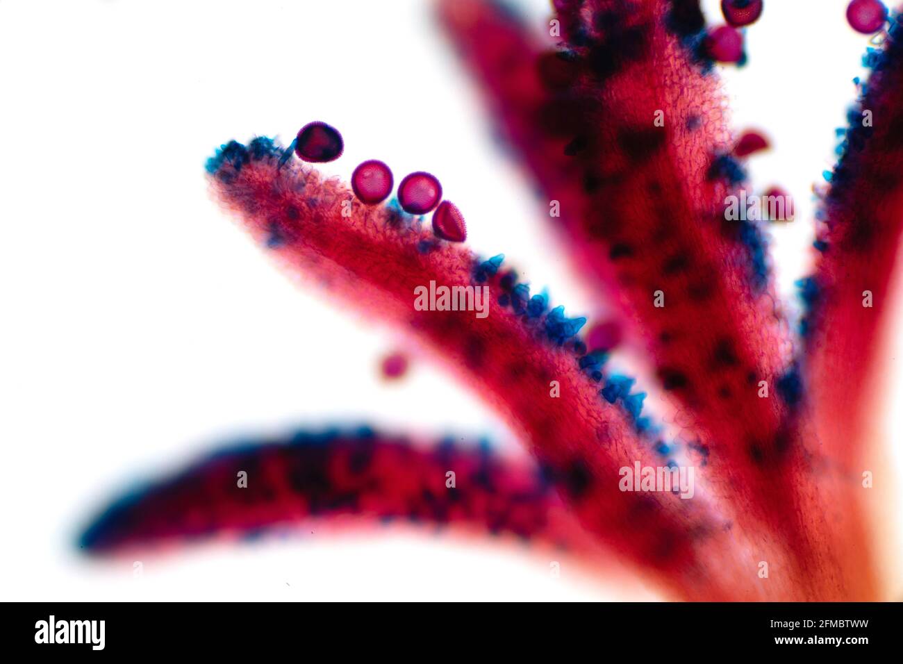 Pollen on flower stigma, light micrograph Stock Photo - Alamy