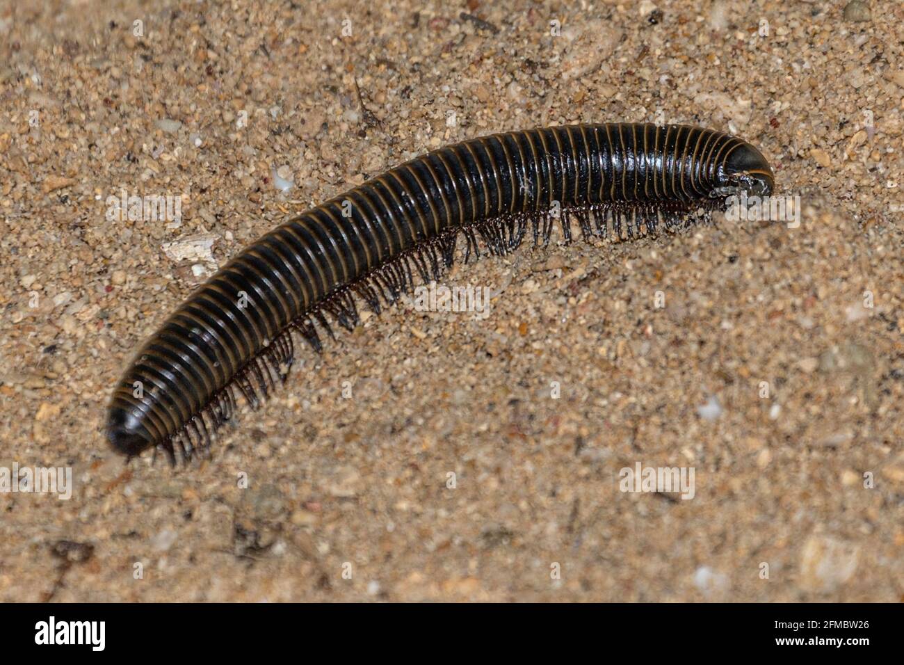 Giant Millipede, Cudugnon Cave, El Nido, Palawan, Bacuit Bay ...