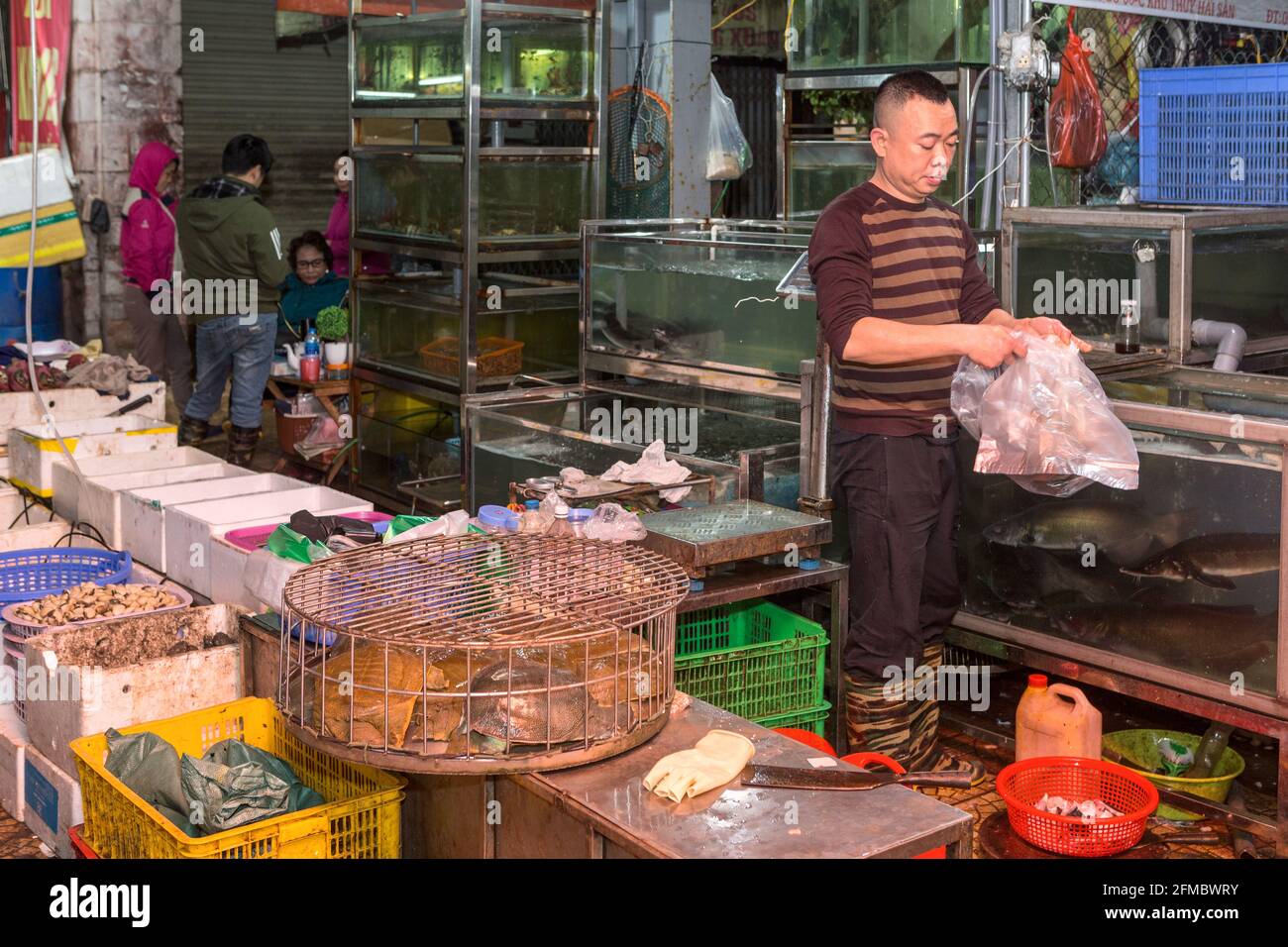 Fresh fish market, Hanoi, Vietnam, catfish and turtles Stock Photo - Alamy