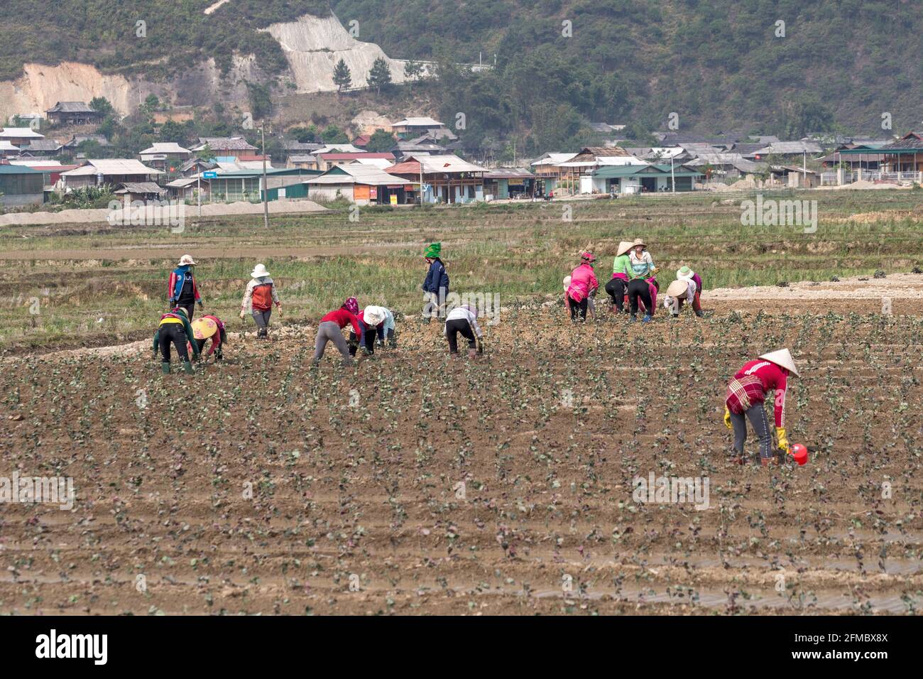 Planting roses for commercial reasons, Thai tribe people, Mu Cang Chai ...