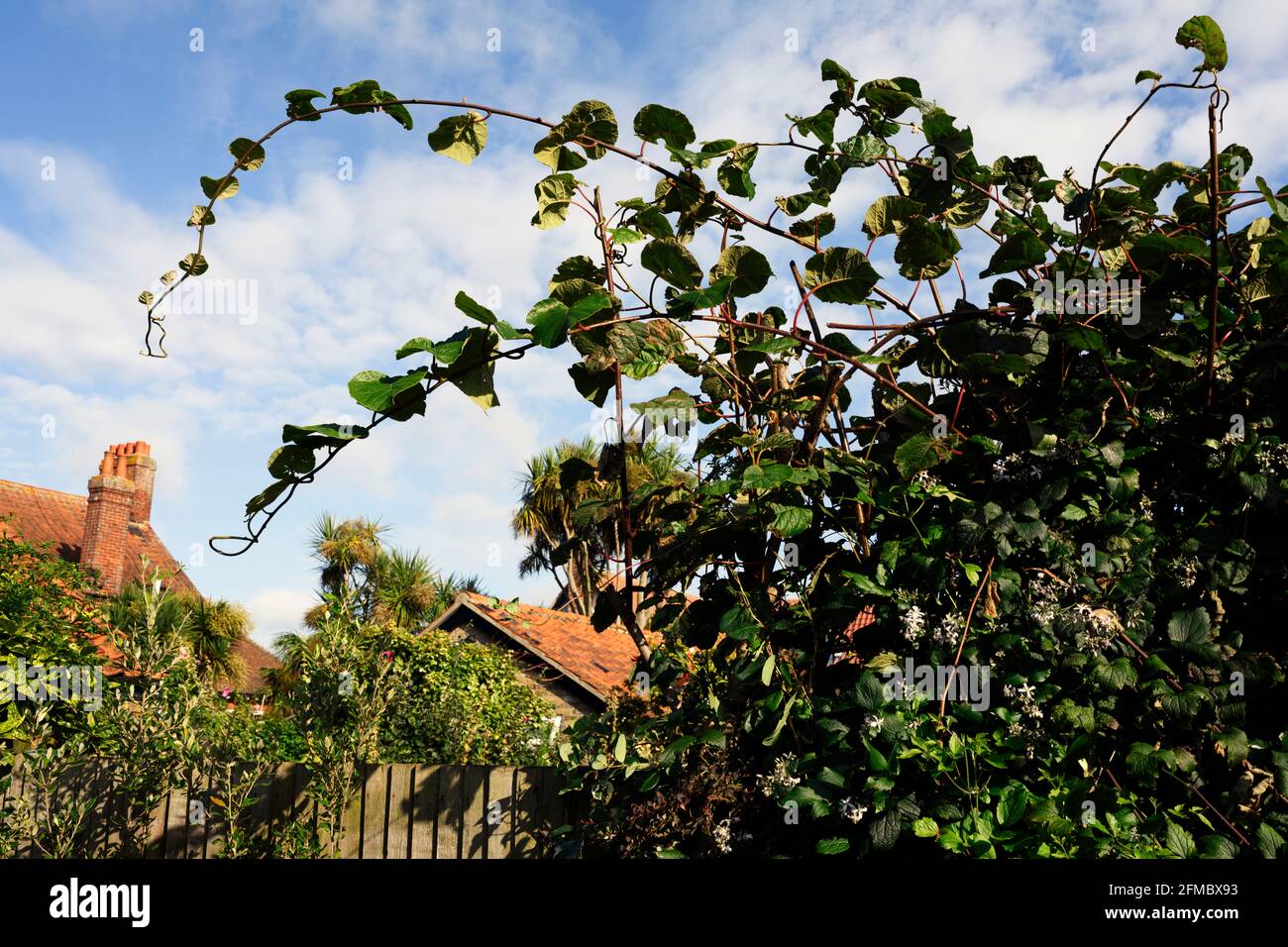 Chinese gooseberry plant (Kiwifruit Stock Photo - Alamy