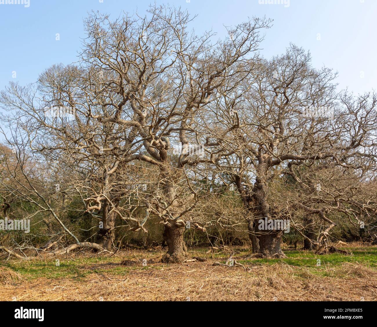 The thicks staverton suffolk hi-res stock photography and images - Alamy