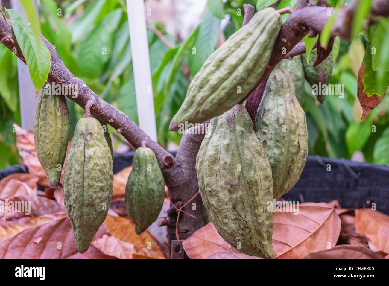 Fresh cocoa fruit at cacao tree Stock Photo - Alamy
