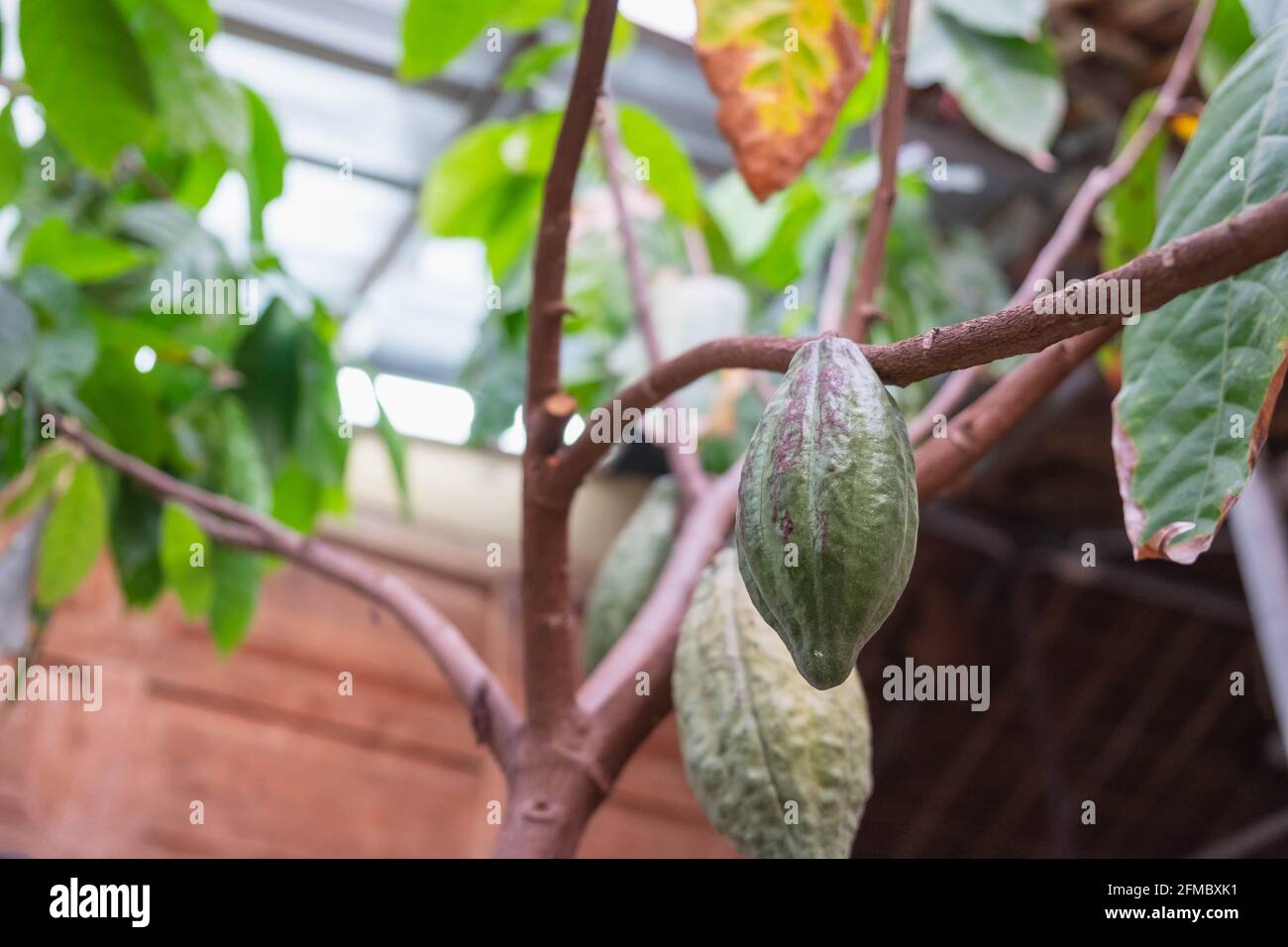 Fresh cocoa fruit at cacao tree Stock Photo - Alamy